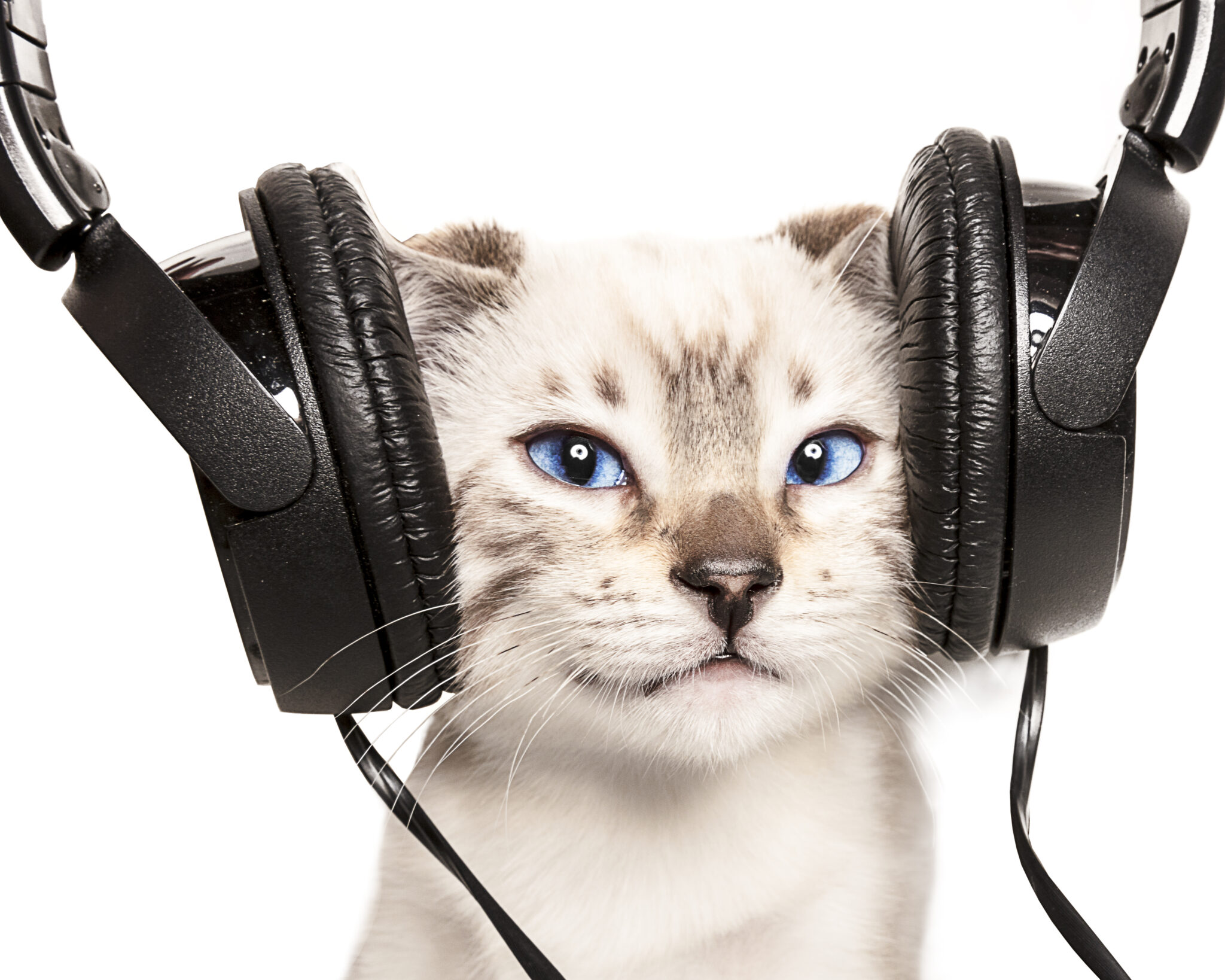 Bruits Du Chat Son Langage Enfin D cod Kozoo