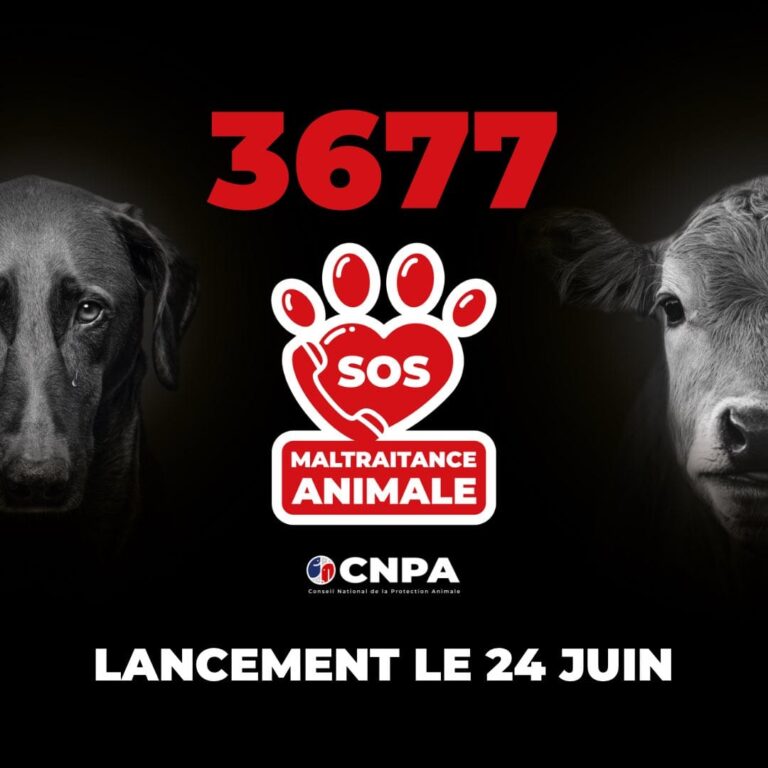 Signalez la maltraitance animale au 3677 - kozoo