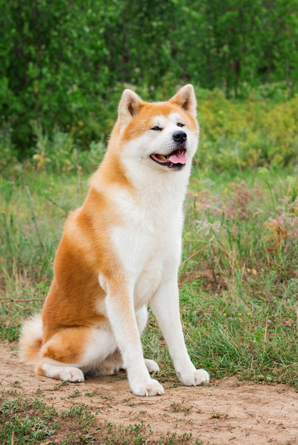 AKITA INU : Tout savoir sur le Akita Inu